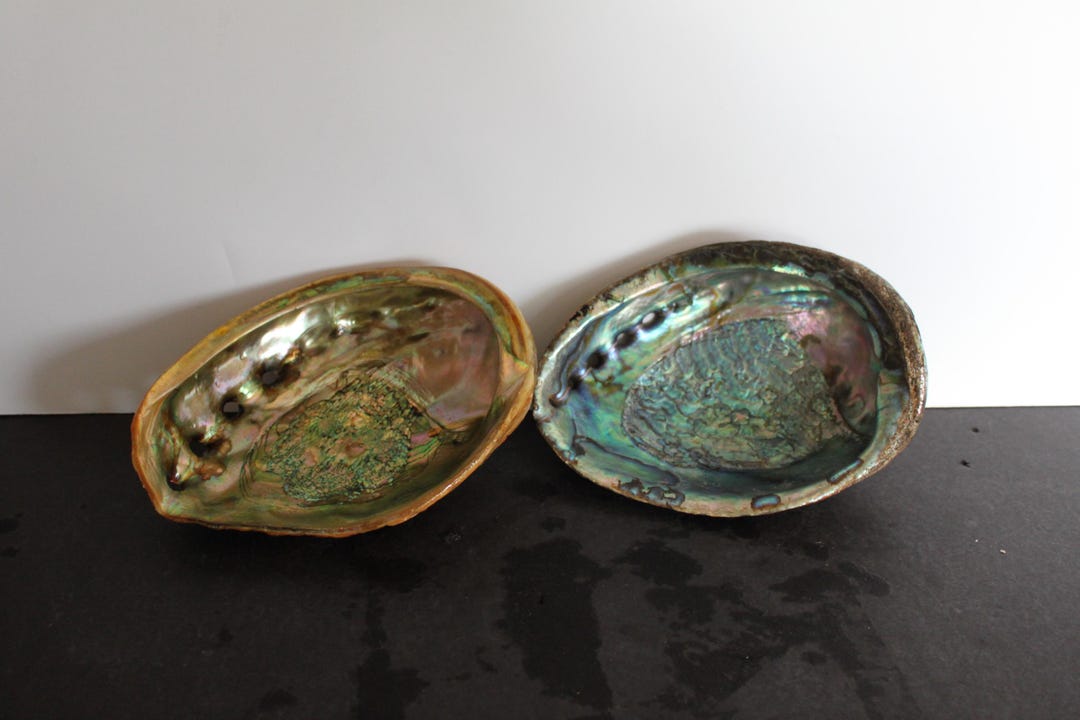 Vintage Large Abalone Shell. CHOOSE, Green, White, OR Blue Interior ...