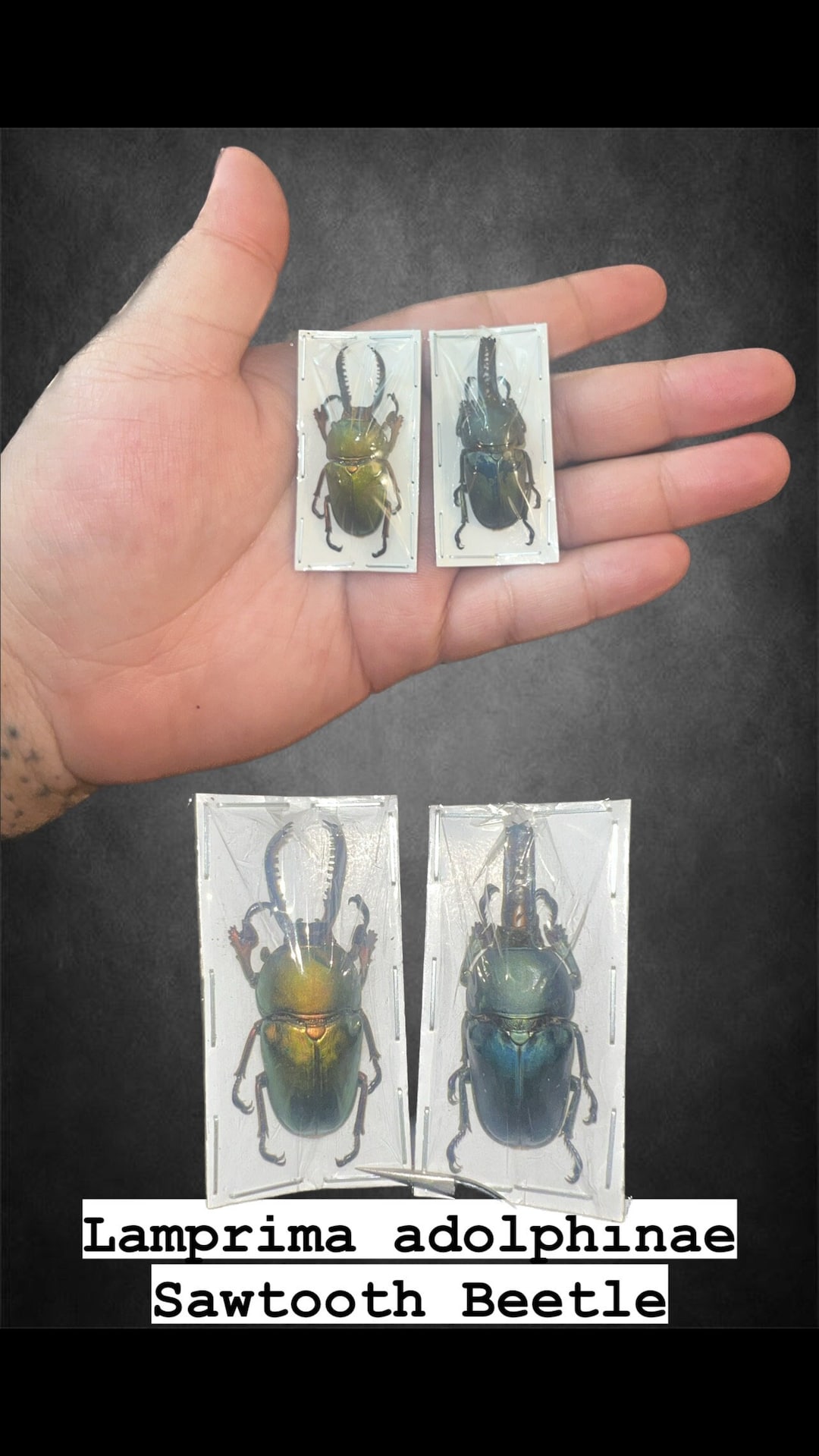 Sawtooth Scarab Beetle Horned Lamprima Adolphinae Real Insect Bug ...