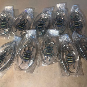 Taxidermy Insect Specimen Keychains Real Insects Bugs Arachnids Lucite ...