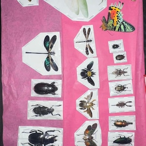 Assorted Bugs Insects Specimen Wholesale Mix Lot Bulk - Etsy