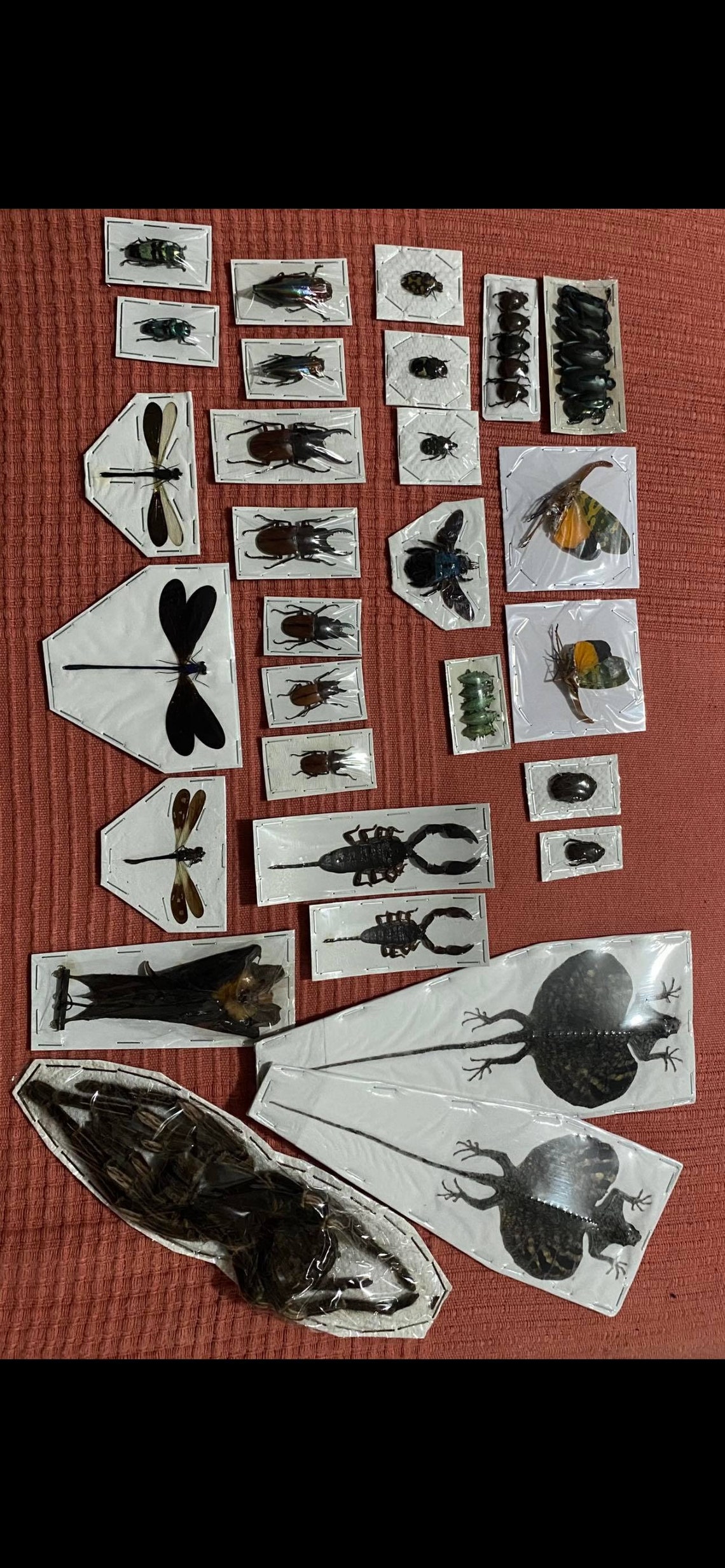 Assorted Bugs Insects Specimen Wholesale Mix Lot Bulk - Etsy