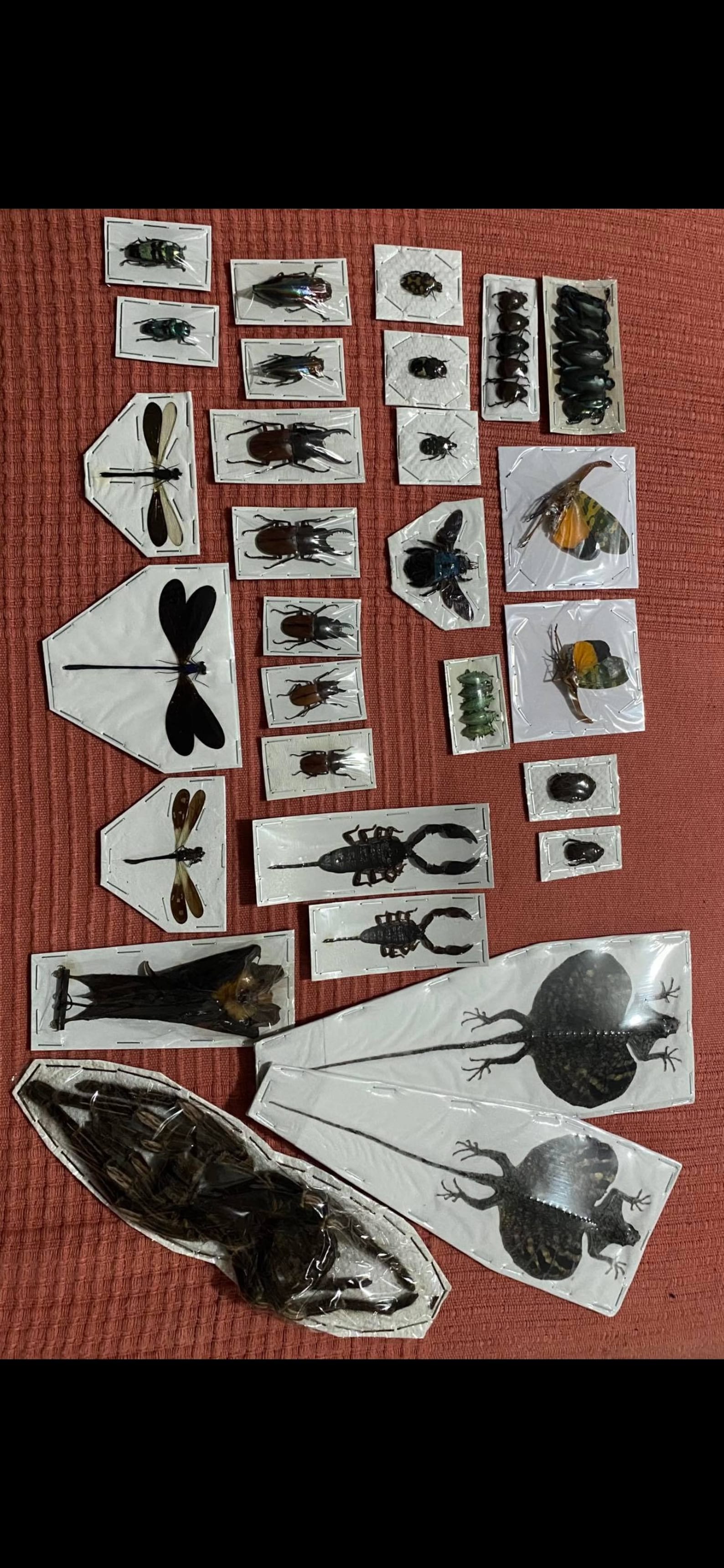 Assorted Bugs Insects Specimen Wholesale Mix Lot Bulk - Etsy