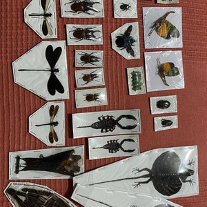 Assorted Bugs Insects Specimen Wholesale Mix Lot Bulk - Etsy