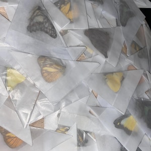 Assorted Bugs Insects Specimen Wholesale Mix Lot Bulk - Etsy