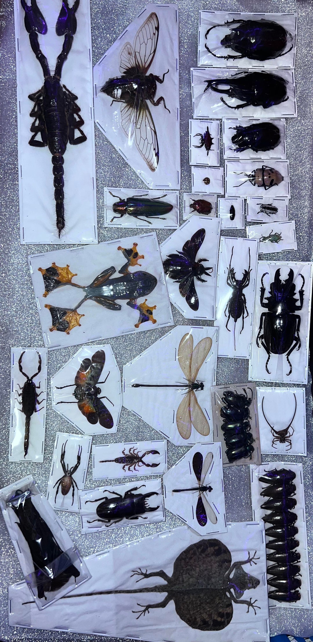 Assorted Bugs Insects Specimen Wholesale Mix Lot Bulk - Etsy
