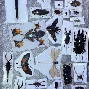 Assorted Bugs Insects Specimen Wholesale Mix Lot Bulk - Etsy