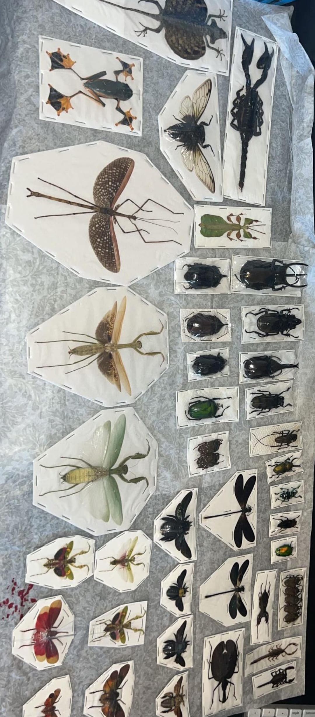 Assorted Bugs Insects Specimen Wholesale Mix Lot Bulk - Etsy