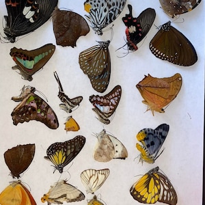 Assorted Bugs Insects Specimen Wholesale Mix Lot Bulk - Etsy