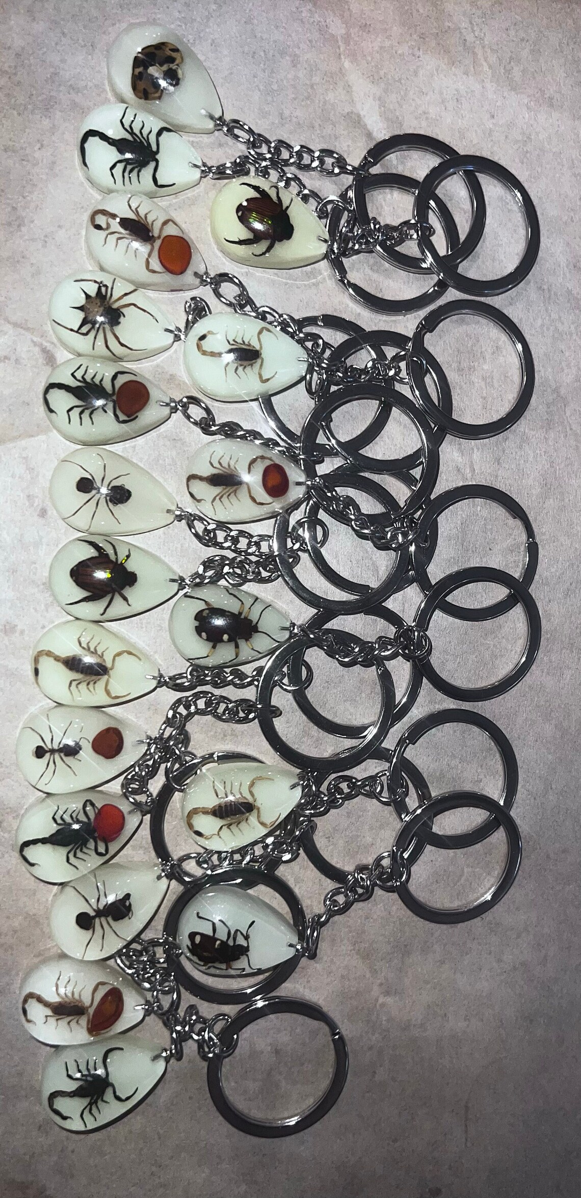 Taxidermy Insect Specimen Keychains Real Insects Bugs Arachnids Lucite ...