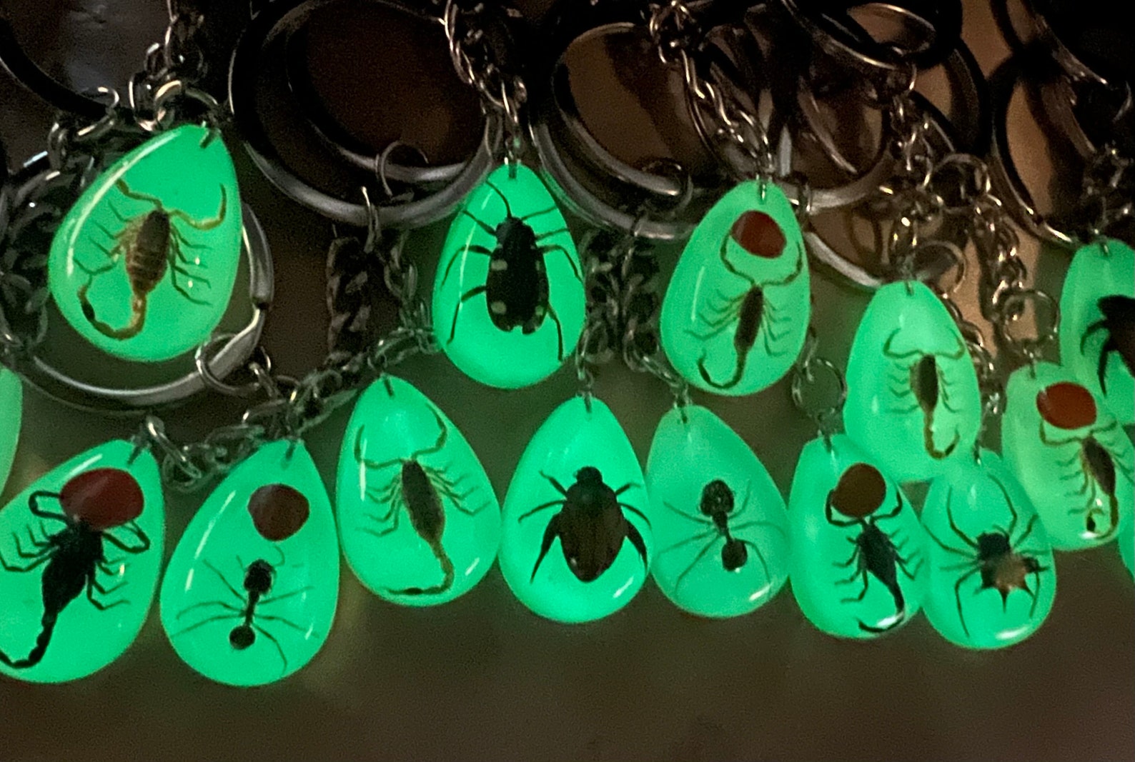 Taxidermy Insect Specimen Keychains Real Insects Bugs Arachnids Lucite ...