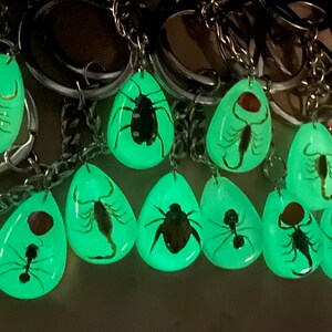 Taxidermy Insect Specimen Keychains Real Insects Bugs Arachnids Lucite ...