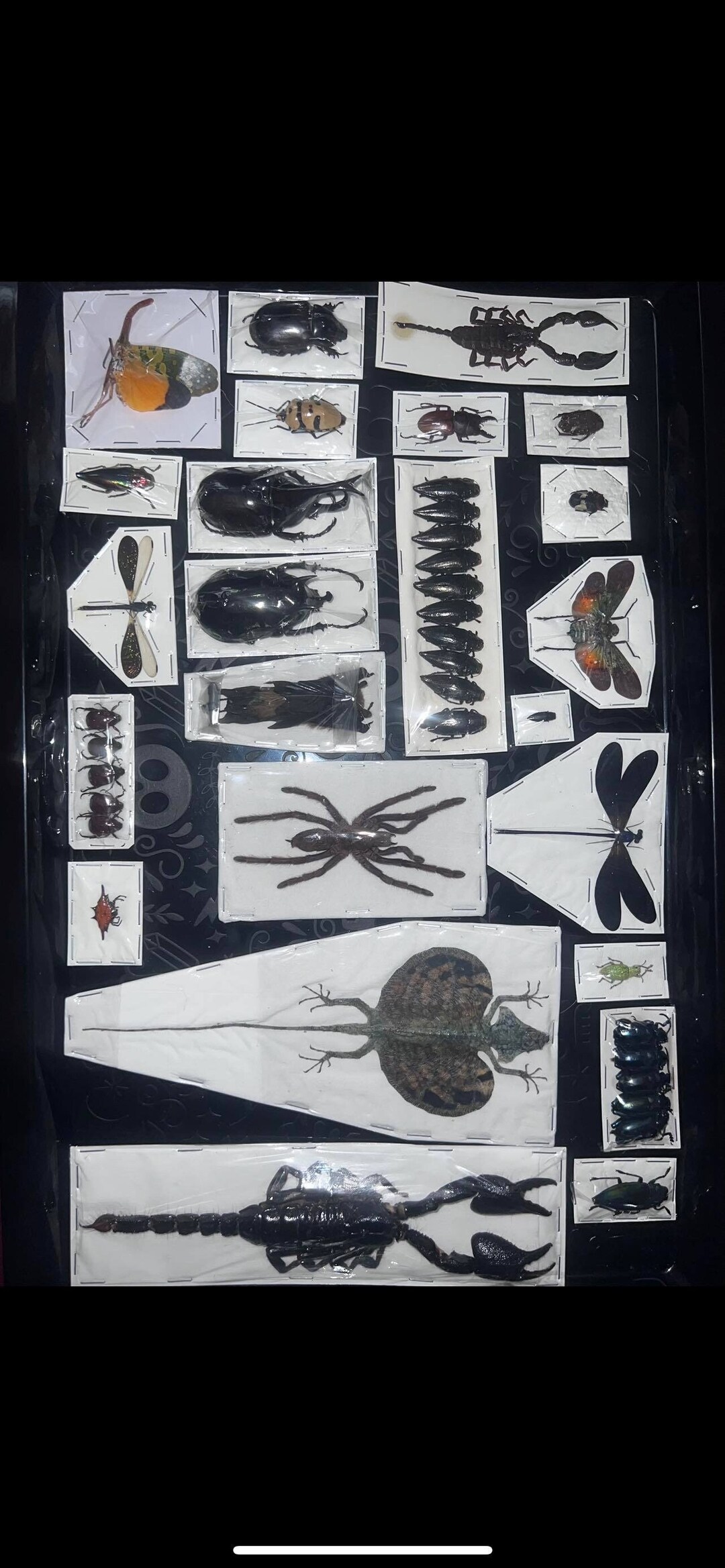 Assorted Bugs Insects Specimen Wholesale Mix Lot Bulk - Etsy