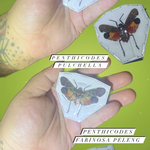 Taxidermy Svg - Etsy