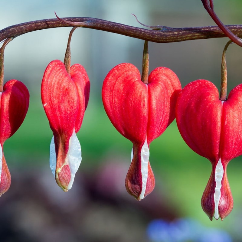 White Bleeding Heart - Etsy
