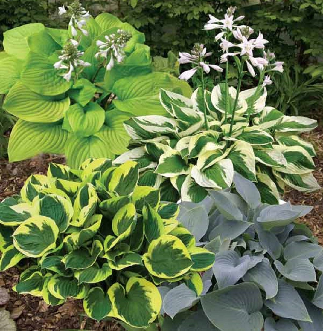Hosta Flower Seeds - Mix- 25 Seeds - Etsy