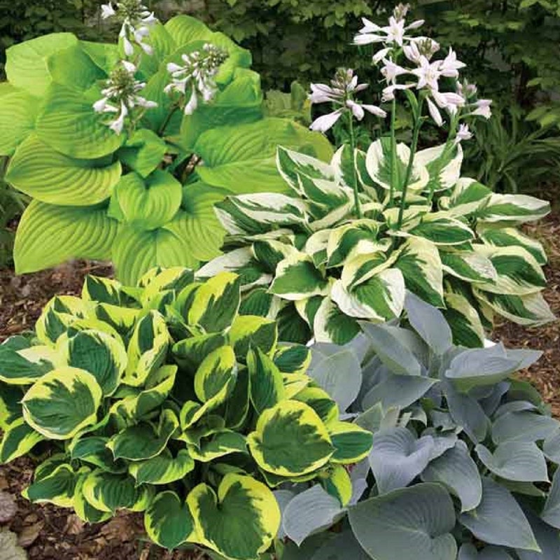 Hosta Plants - Etsy