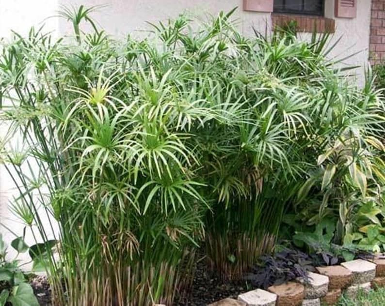 Umbrella Plant Cyperus Alternifolius Papyrus Grass Umbrella Palm Flower ...