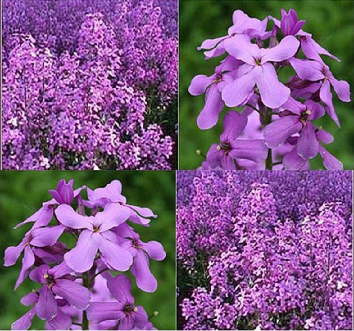 Dames's Rocket Flower Seeds - Hesperis Matronalis - 25 Seeds - Etsy