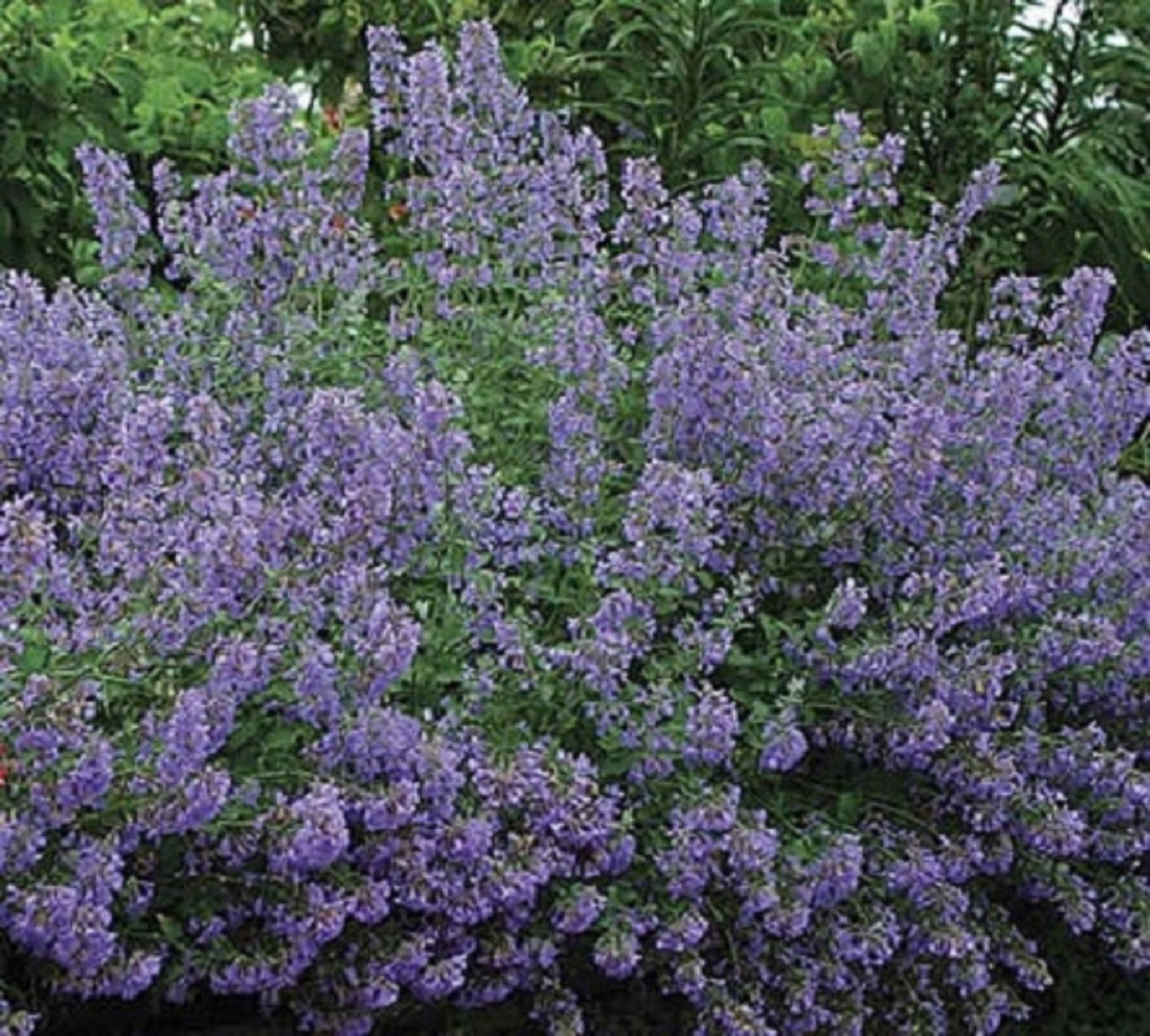 Catmint Herb Flower Seeds 25 Seeds - Etsy
