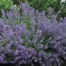 Catmint Herb Flower Seeds - Nepeta Nervosa - 25 Seeds - Etsy