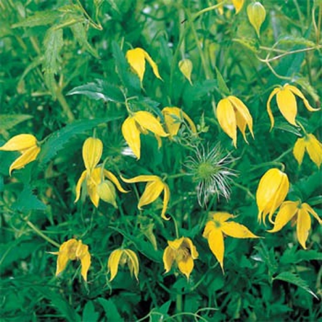 Clematis Vine Flower Seeds - Yellow Radar Love - 10 Seeds - Etsy