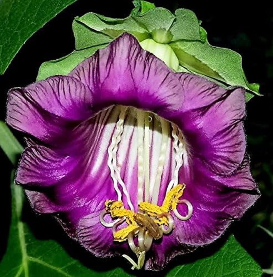 Cathedral Bells - Cobaea Scandens Flower Vine Seeds - Violet - 20 Seeds ...