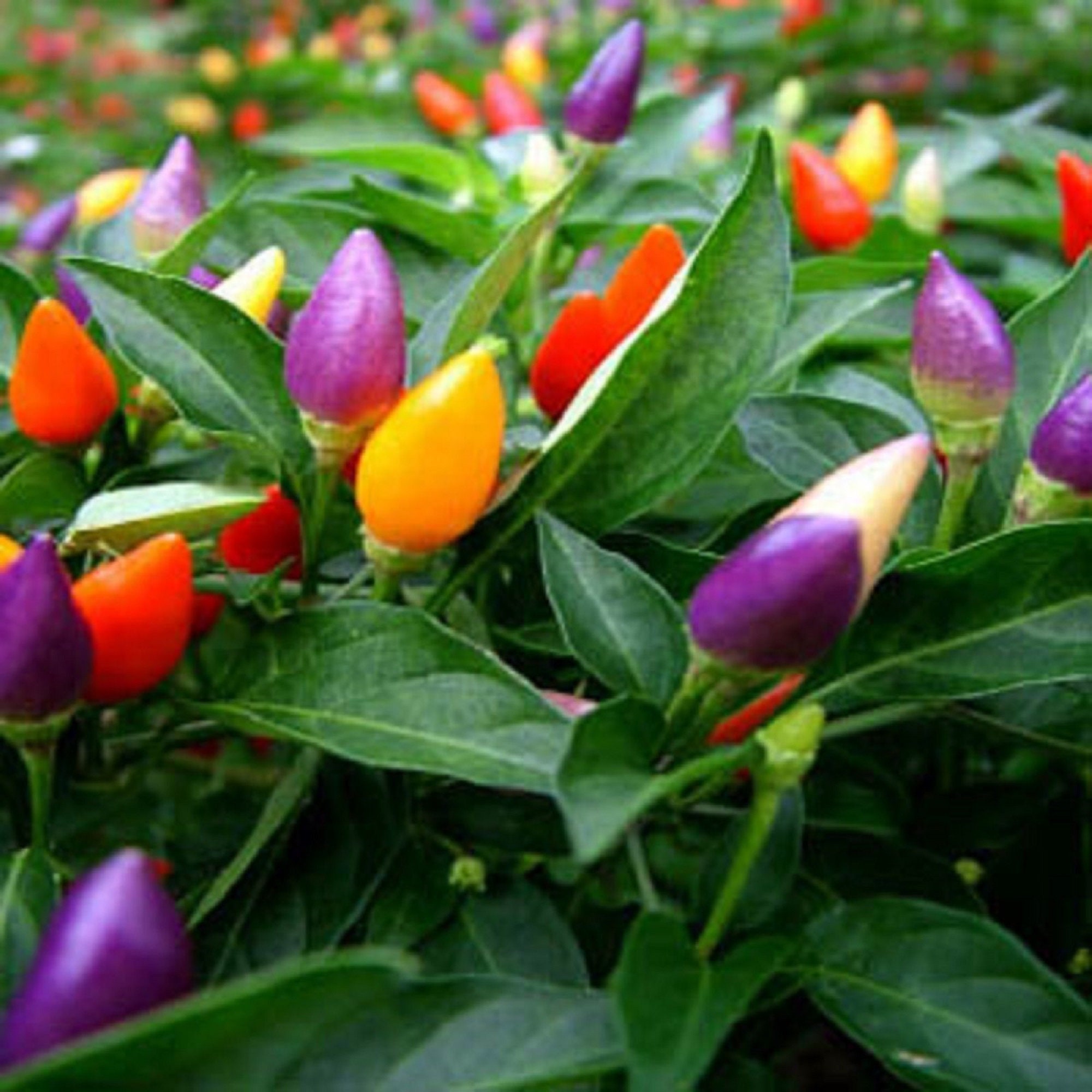 Ornamental Rainbow Pepper Seeds - Hot - Capsicum Annuum - 25 Seeds - Etsy