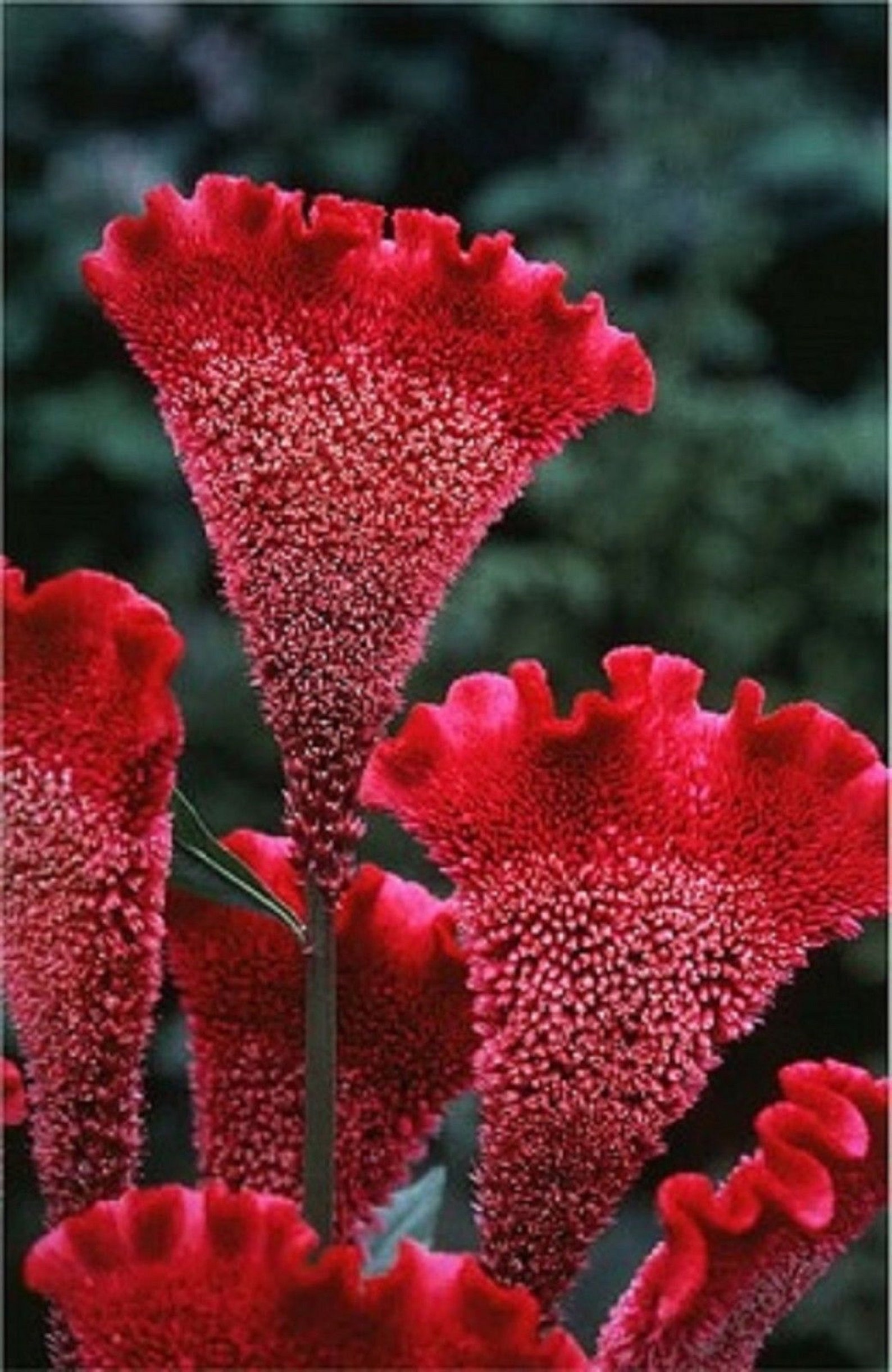 Cockscomb Flower Seeds - Celosia Cristata - 25 Seeds - Etsy