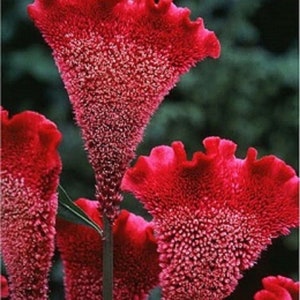 Cockscomb Flower Seeds - Celosia Cristata - 25 Seeds - Etsy