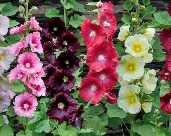 Alcea Rosea Spring Celebrities Hollyhock Flower Seeds Mix 20 Seeds - Etsy
