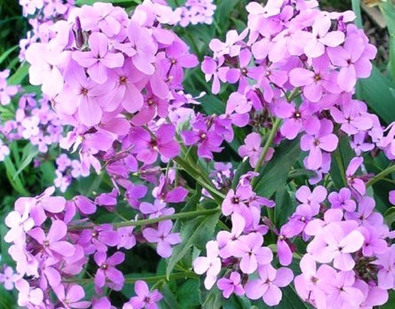 Dames's Rocket Flower Seeds - Hesperis Matronalis - 25 Seeds - Etsy