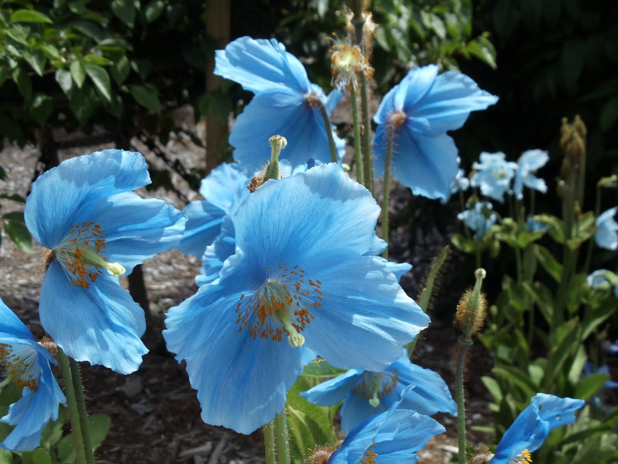 Blue Poppy Flower Seeds - Himalayan - Meconopsis Betonicifolia - 25 ...