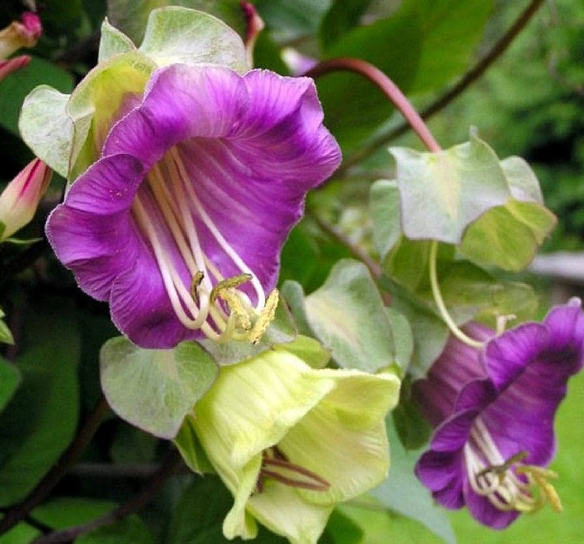 Cathedral Bells - Cobaea Scandens Flower Vine Seeds - Violet - 20 Seeds ...