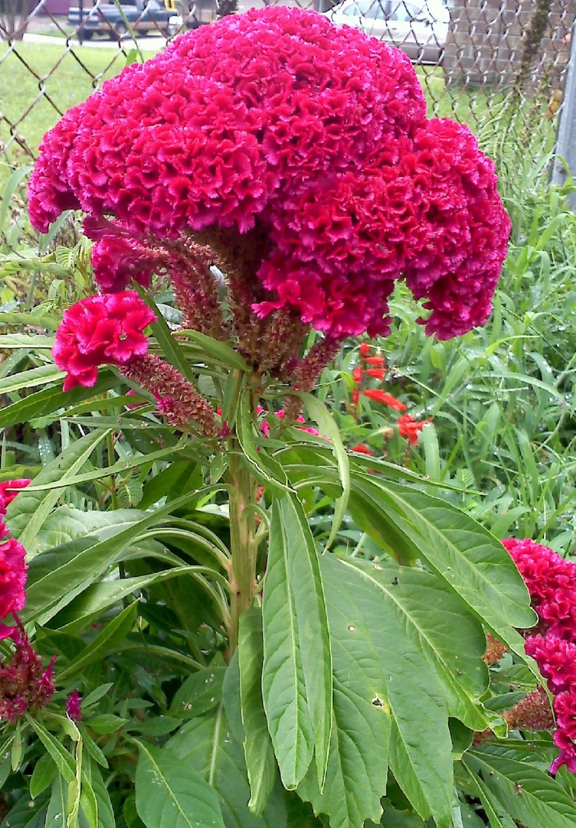 Cockscomb Flower Seeds - Celosia Cristata - 25 Seeds - Etsy
