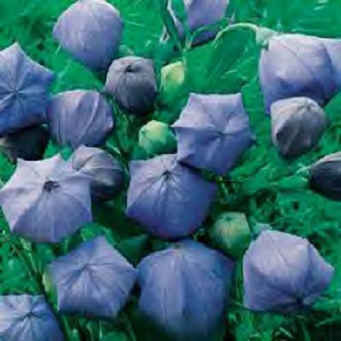 Balloon Flower Seeds 25 Seeds - Etsy