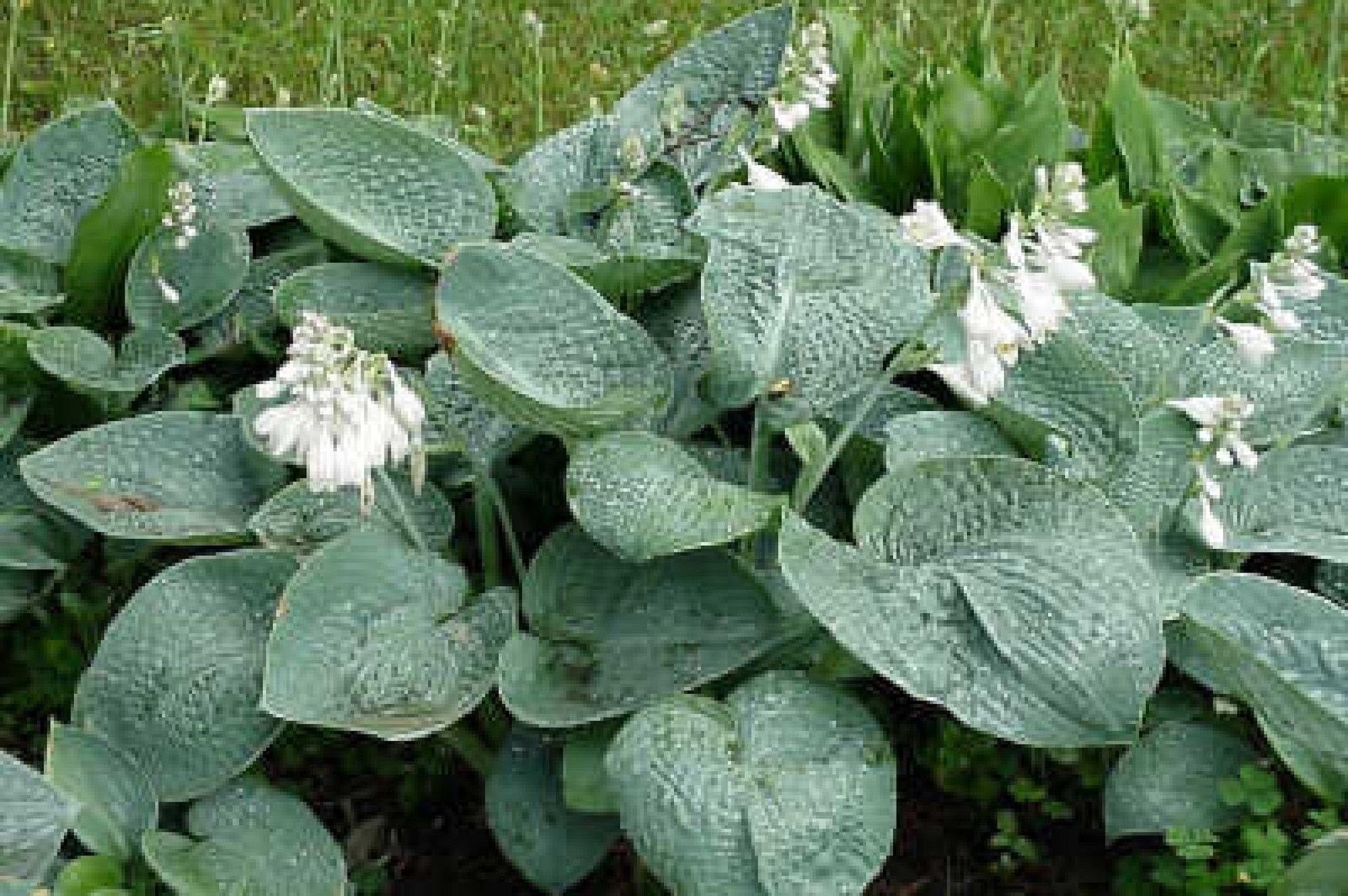 Hosta Flower Seeds - Mix- 25 Seeds - Etsy