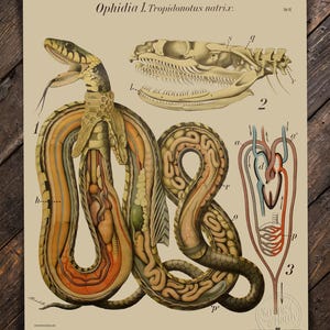 Eurasian Grass Snake (tropidonotis Natrix) Restored Reproduction Print ...
