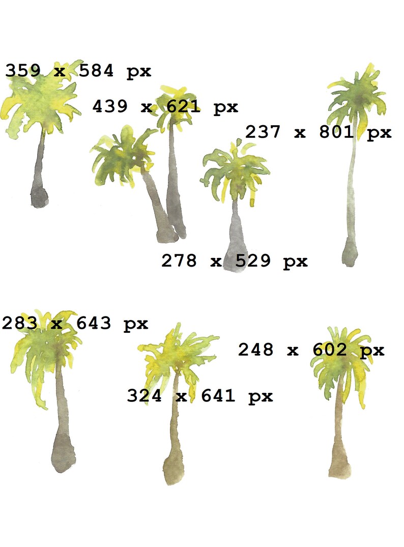 Hand Painted Watercolor Palm Tree Clipart 7 PNG Transparent Background ...