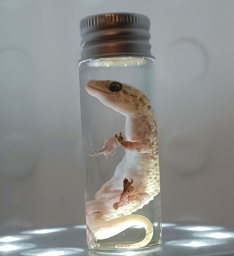 Gecko Wet Specimen - Mediterranean House Gecko Oddity - Etsy