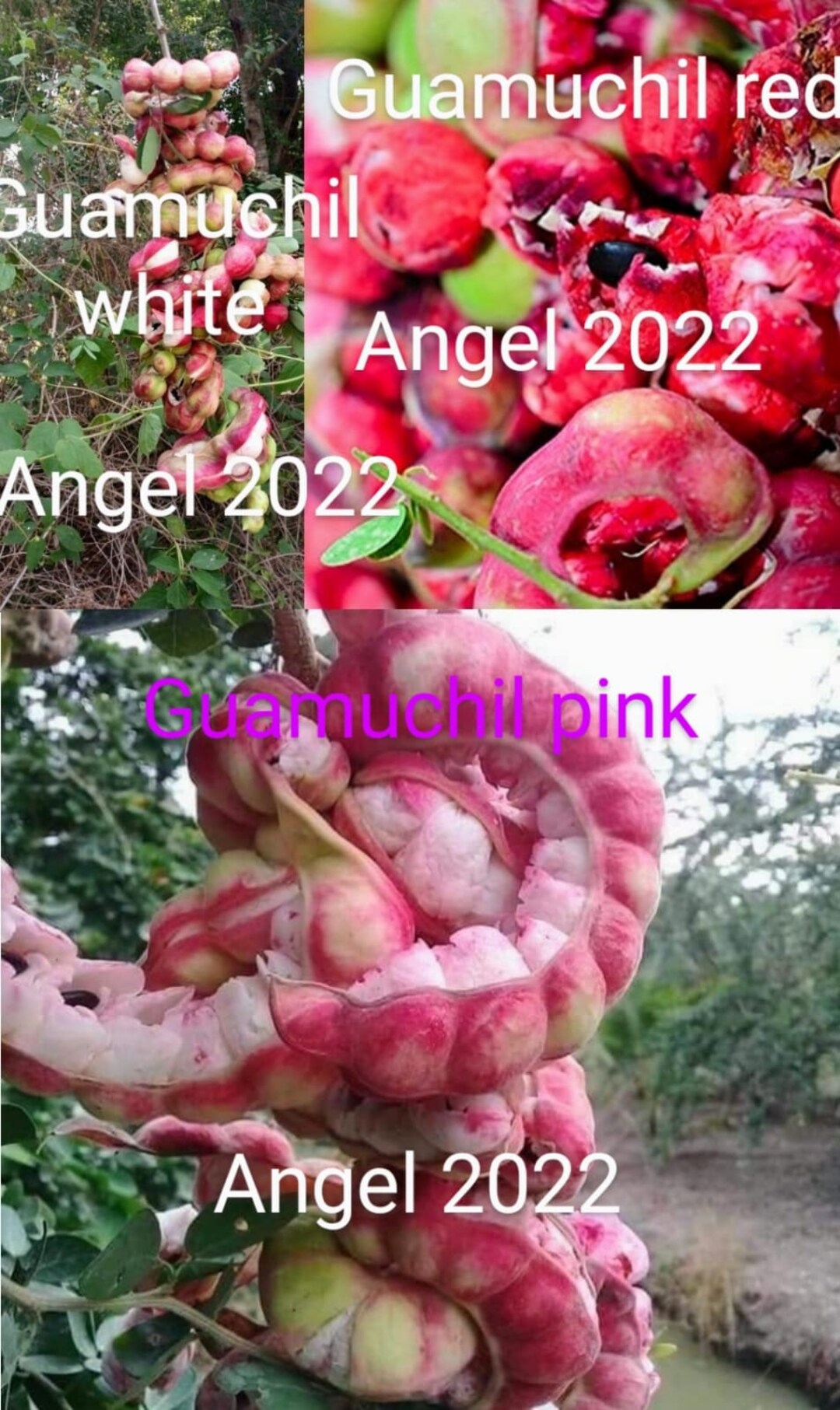 Arbol De Guamuchiles