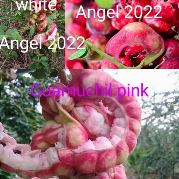 Guamuchil Tree - Etsy