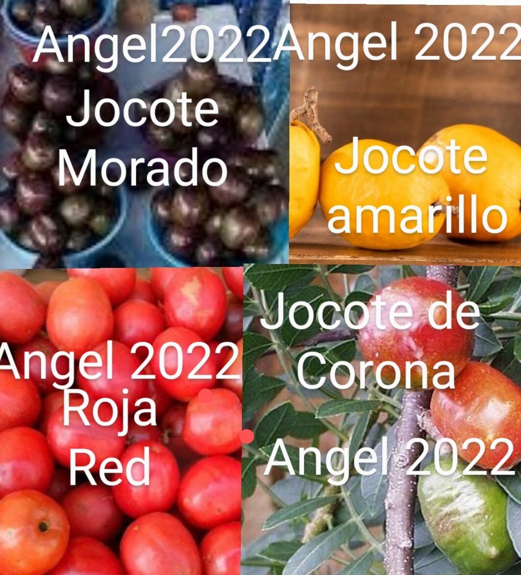 Jocotes De Corona