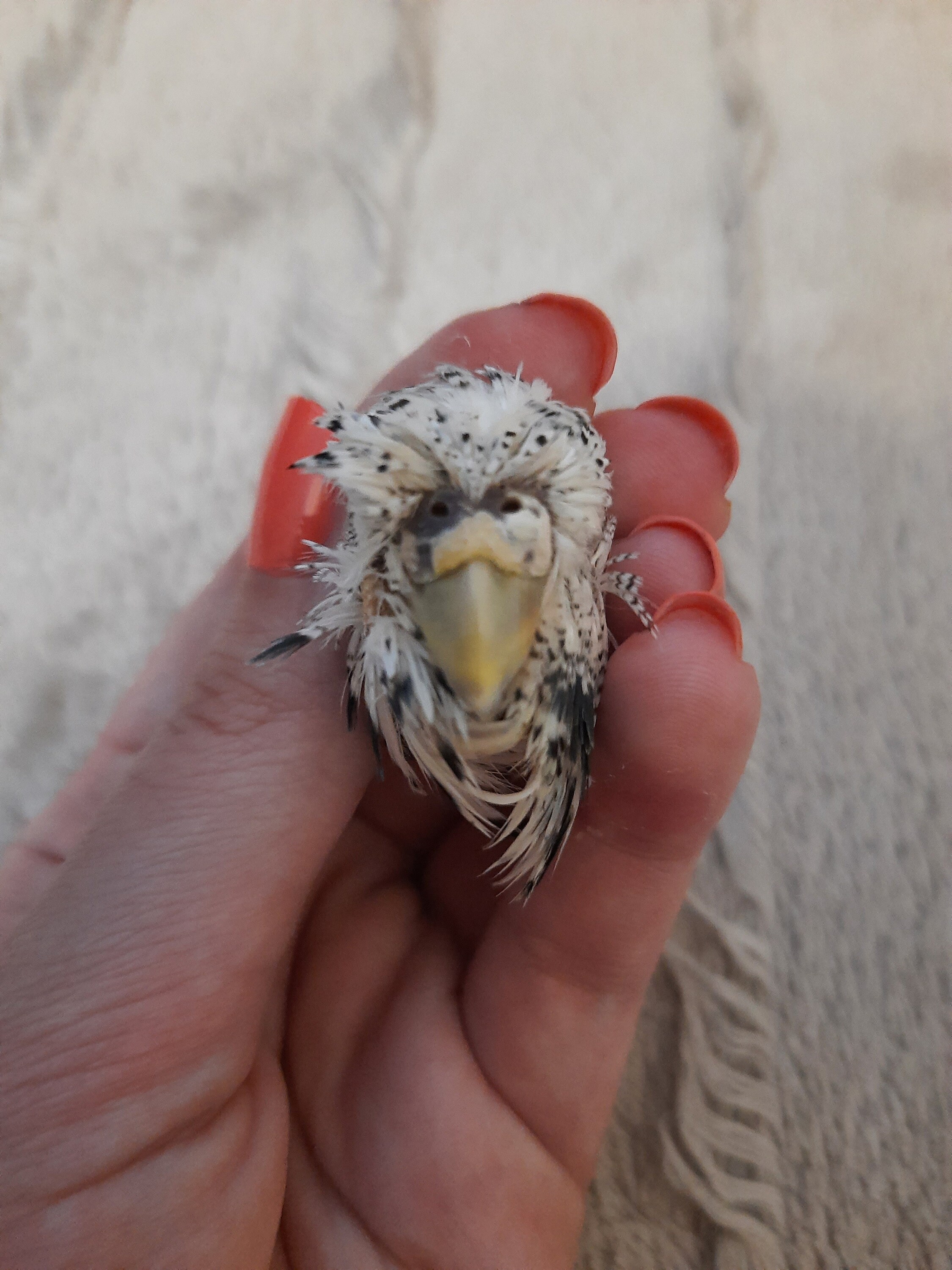 Real Budgie Head - Etsy