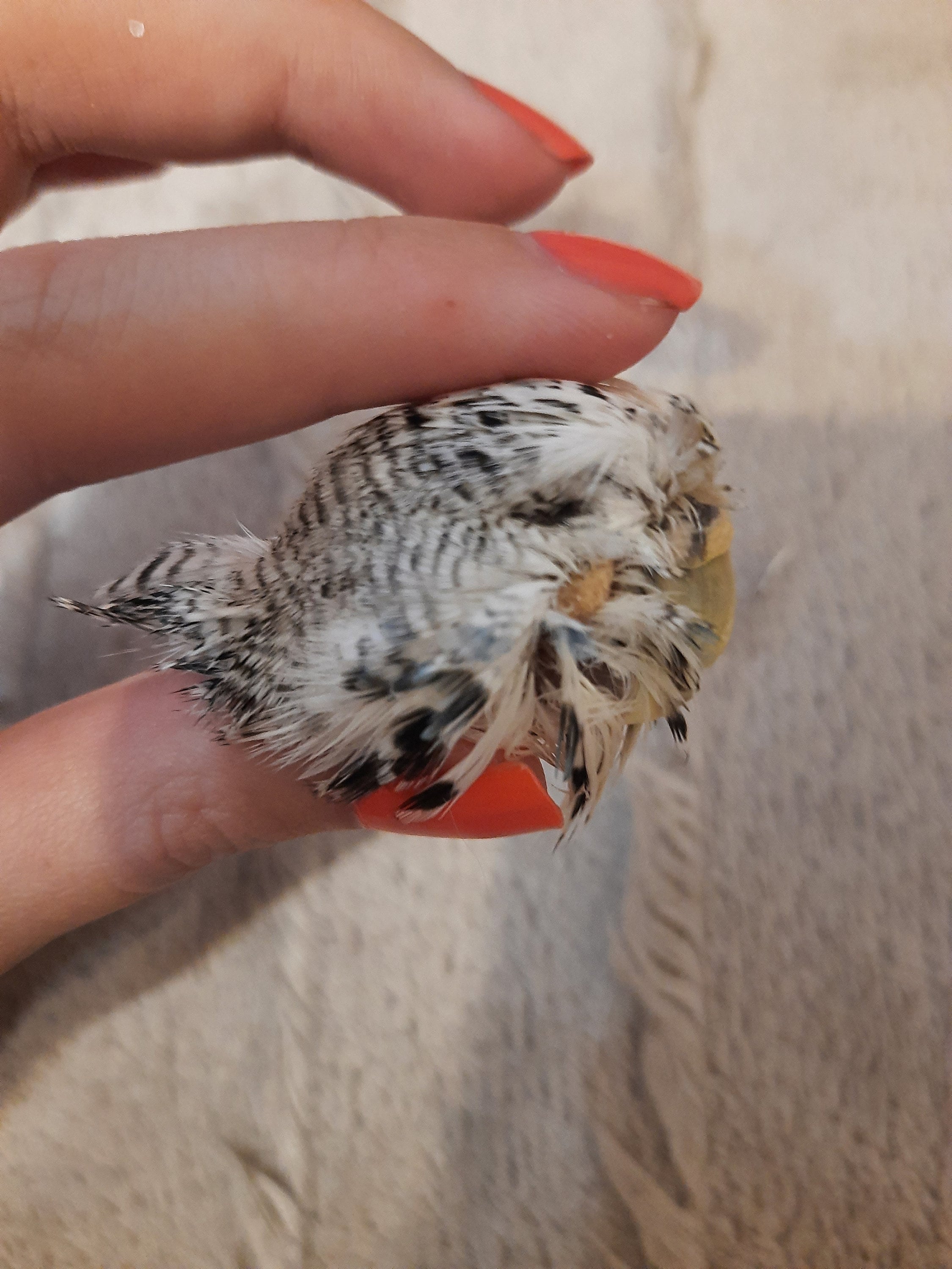 Real Budgie Head - Etsy