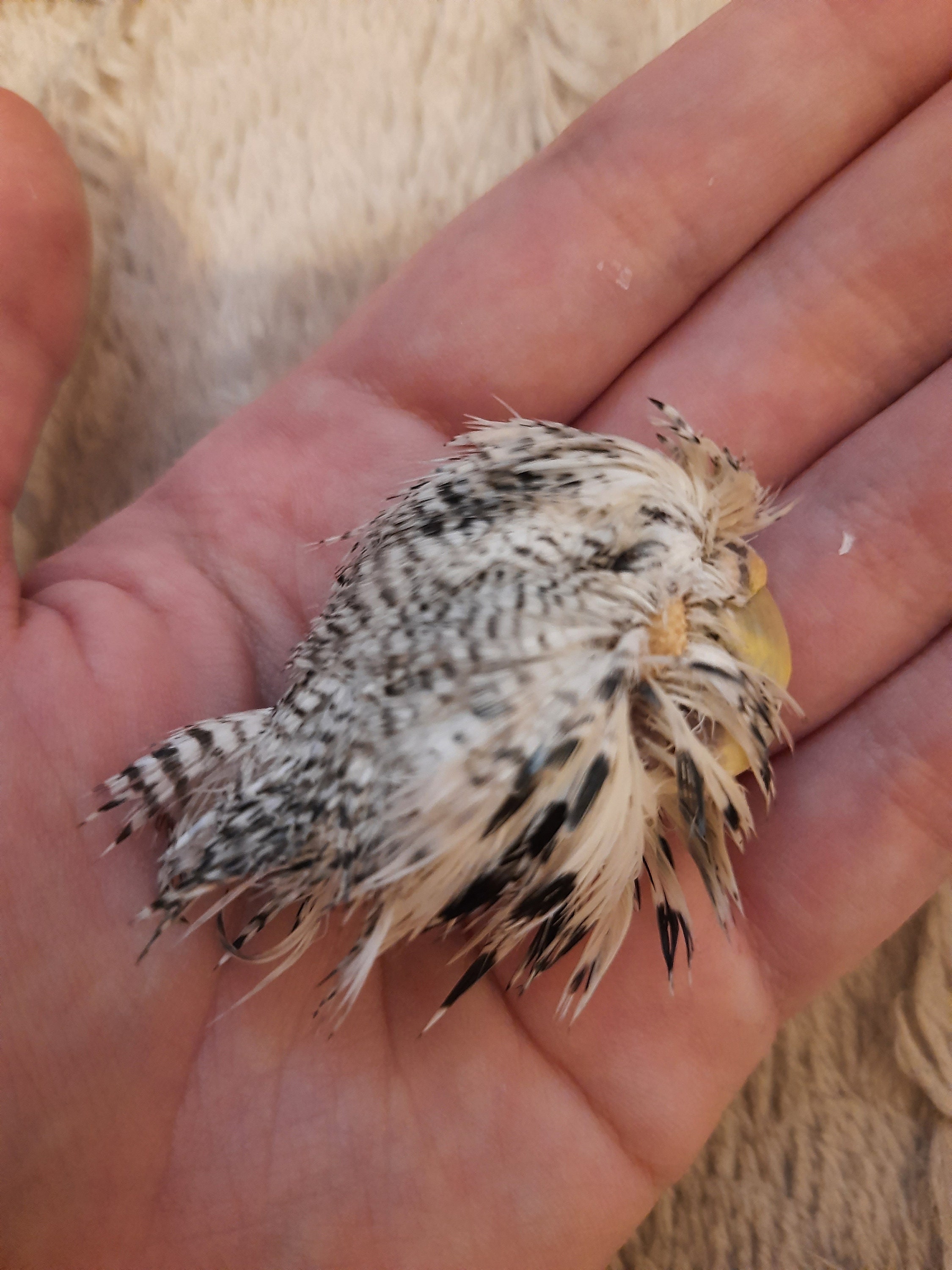 Real Budgie Head - Etsy