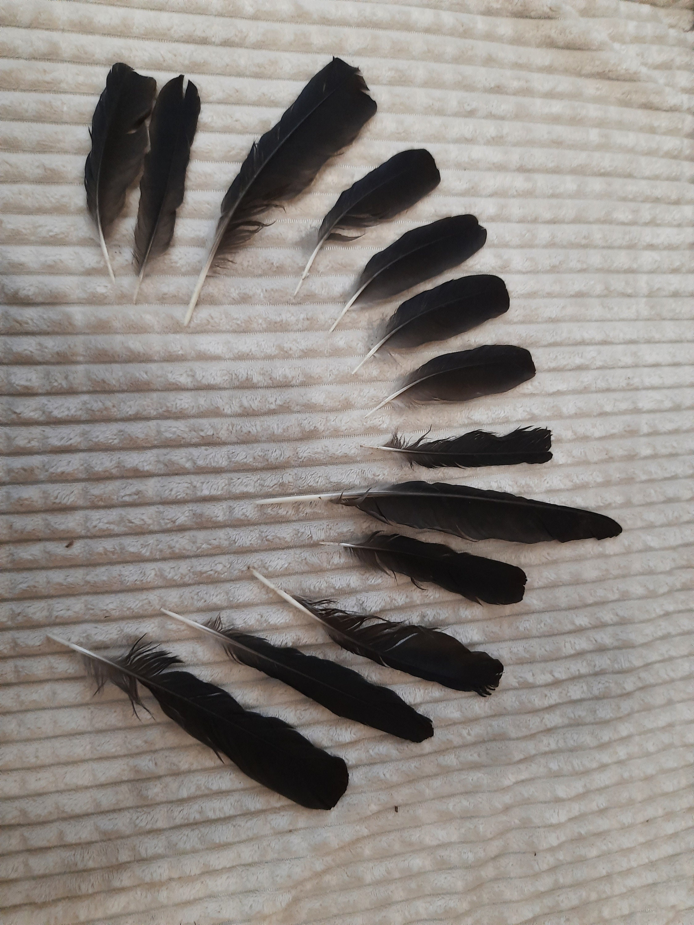 Natural Hooded Crow Feathers - Etsy