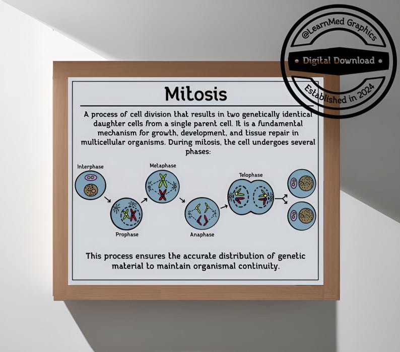 Mitosis Art Print: Educational Biology Poster (digital Download) - Etsy