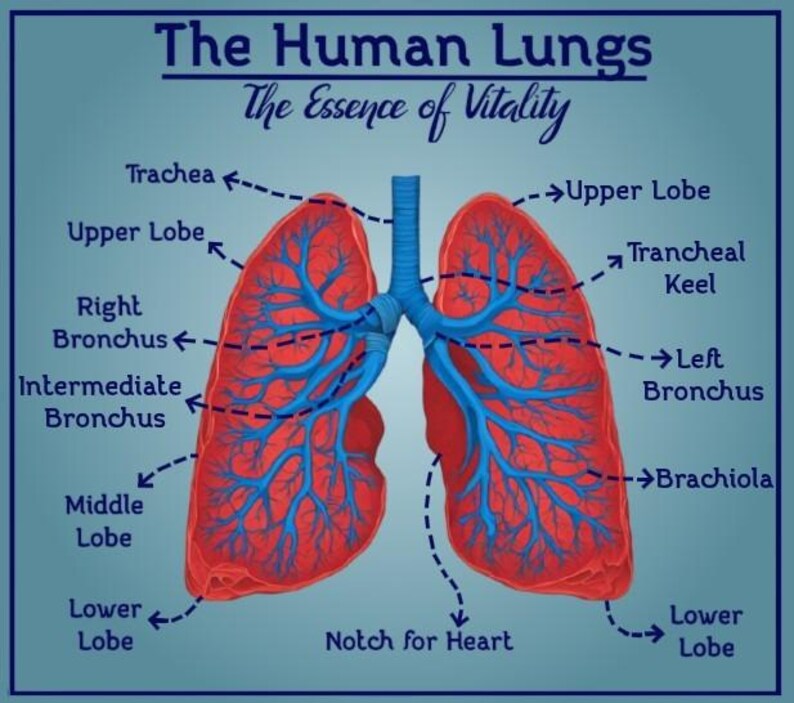 Human Lungs Diagram Printable Poster | Wall, Office and Classroom Decor ...