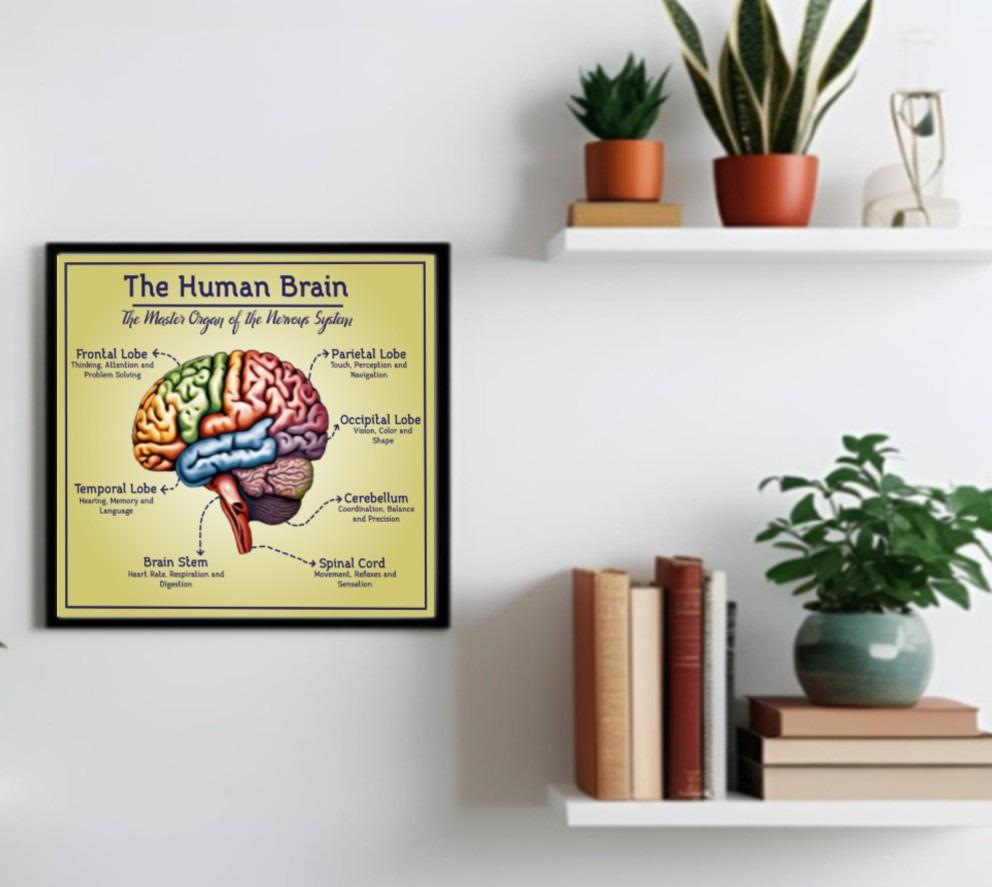 Human Brain Diagram Printable Poster | Wall, Office and Classroom Decor ...