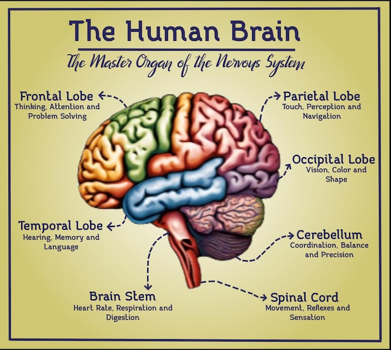 Human Brain Diagram Printable Poster | Wall, Office and Classroom Decor ...